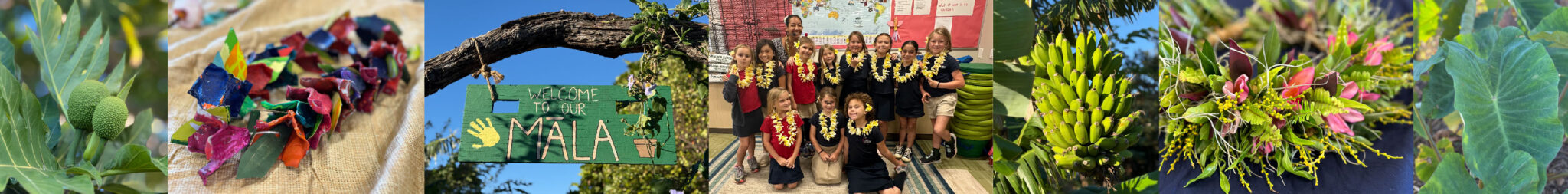 Hawaiian Culture | Carden Academy of Maui