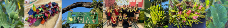 Hawaiian Culture | Carden Academy of Maui