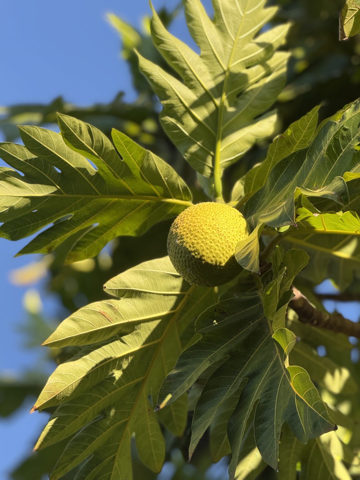 Hawaiian Culture | Carden Academy of Maui